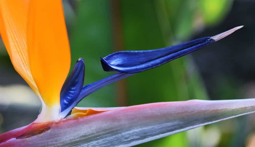 Strelitzien – die wunderbare Pflanze - gelebte Gartenliebe